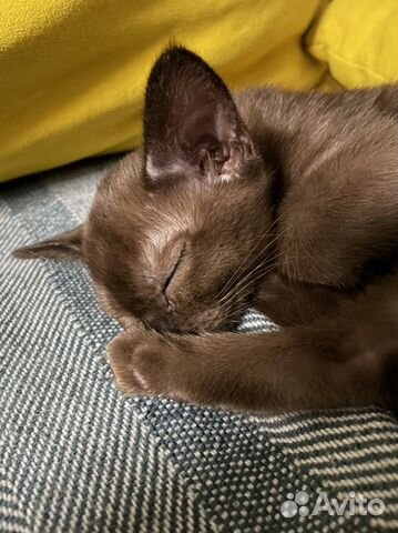 Бурманский котёнок