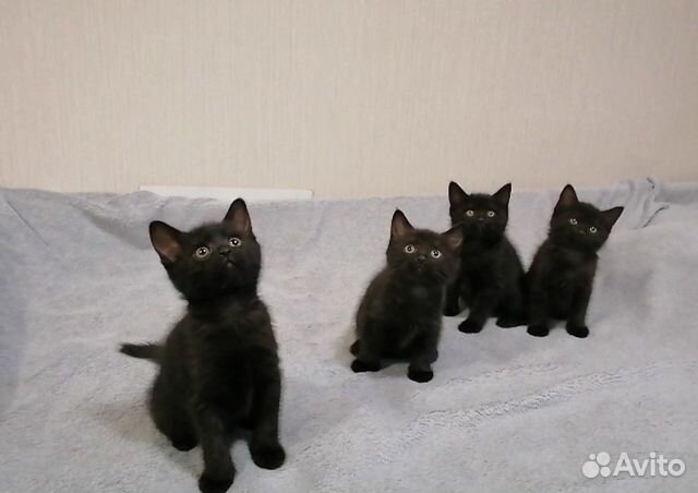 Котят отдам