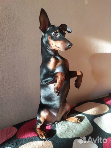 Собаки маленьких пород (Мини доберман)