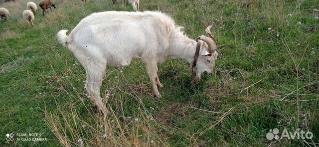 Козлы на племя
