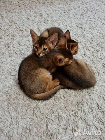 Абиссинские котята