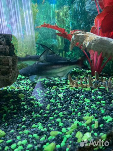 Сом пангасиус