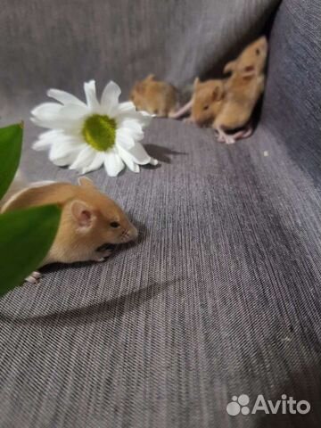 Декоративные мышки