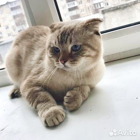 Шотландец в добрые руки