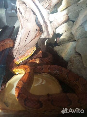 Моисовый полоз