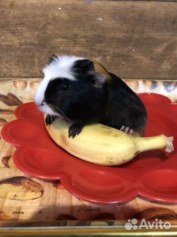 Морские свинки.Малыши.1 мес