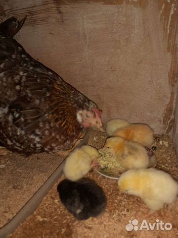 Наседка с цыплятами