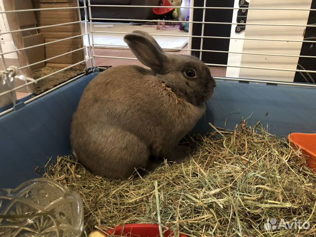 Продам крольчиху