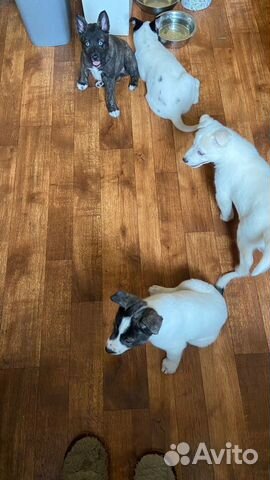 Щеночки 2 месяца )