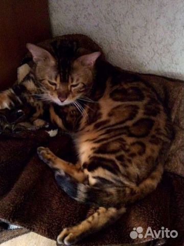 Шикарный бенгал Огромные розетки Вязка