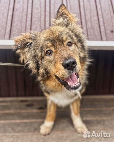 Домовёнок мечтает о доме