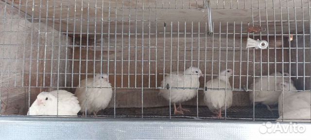 Техасский перепел