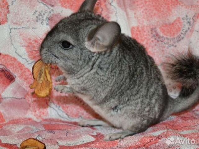 Шиншилла мальчик