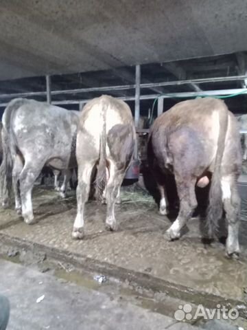 Быки мясные