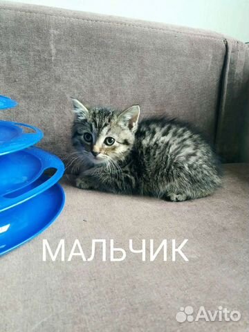 Котёнок серый полосатик
