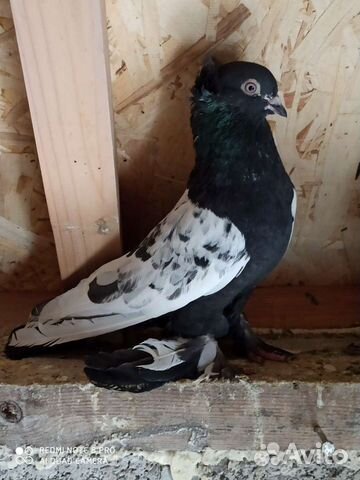Продажа голубей