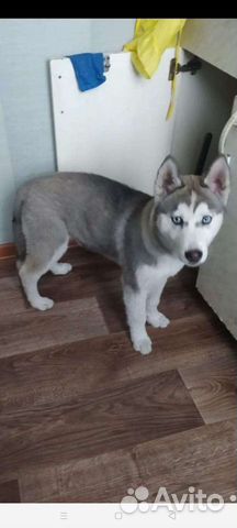 Сибирский хаски