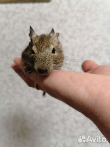 Чилийские белки с клеткой