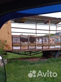 Пчелы карника