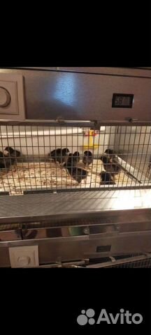 Цыплята маран