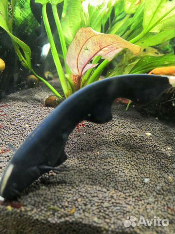 Аптеронотус