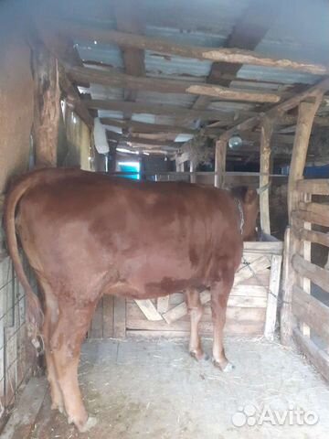 Бычки тёлки