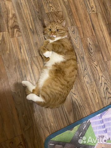 Кот-Шанс в добрые руки