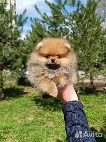 Карамелька. Померанский шпиц