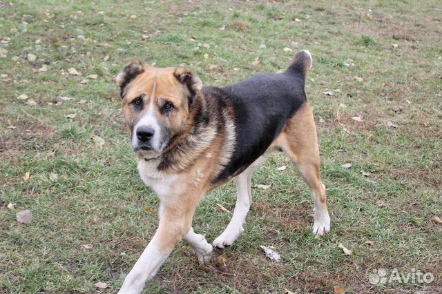 Алабай в дар