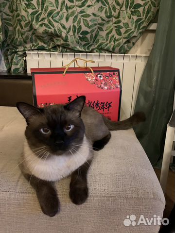 Таййский кот для спаривания