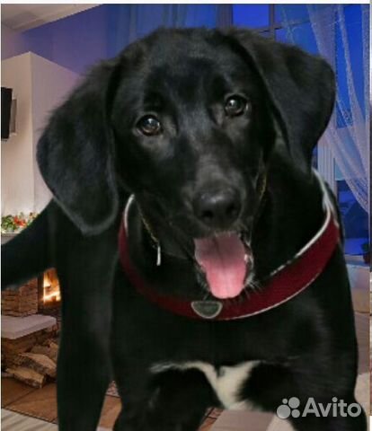 Щенок ласкушка мама дворянка, Папа лабрадор