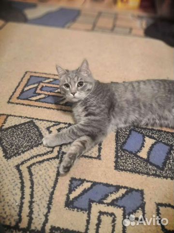 Британский котёнок