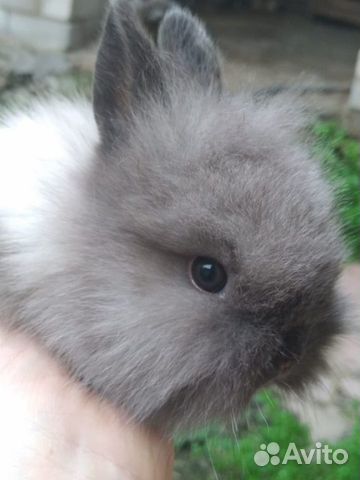 Карликовые ангорские кролики