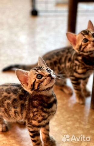 Бенгальские котята