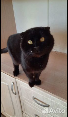 Шотландская