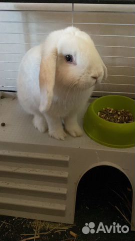Карликовый кролик с клеткой