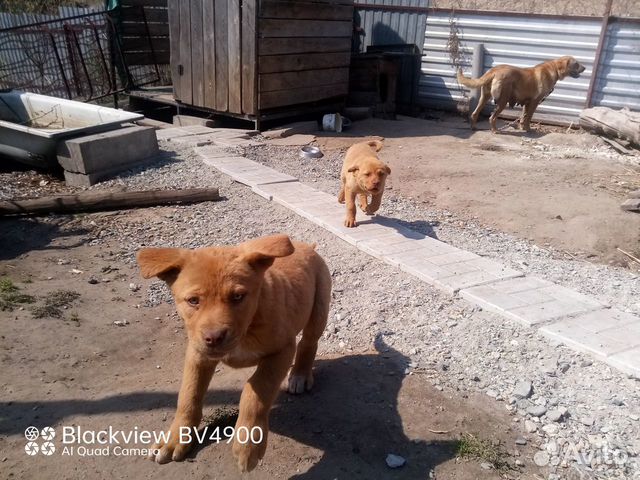 Щенки в частный дом