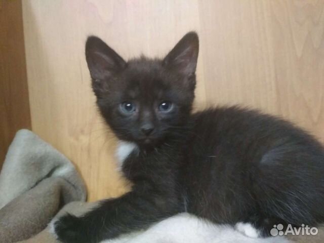 Котенок Гоша в добрые руки