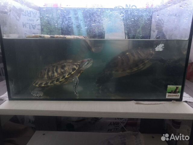Красноухие черепахи