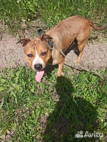 Стаффордширский терьер