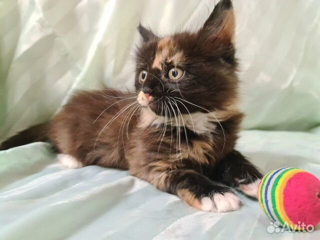 Котенок 1,5 месяца Мушка