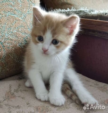 Котёночек (мальчик) ищет заботливую семью
