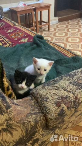 Котята в добрые руки 1 месяц