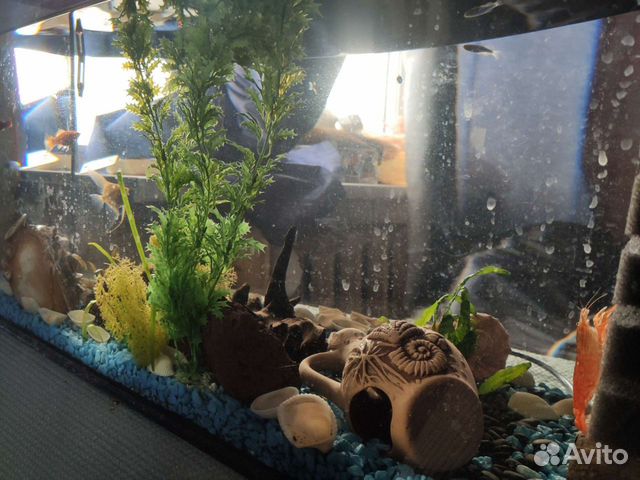 Аквариум с рыбками