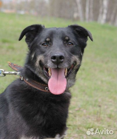 Багги очень ждет когда его заберут