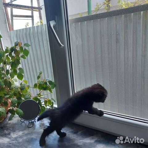 Британские котята