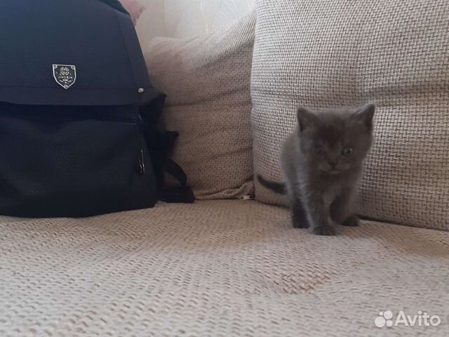 Коротко шёрстый британский котёнок ищет себе дом