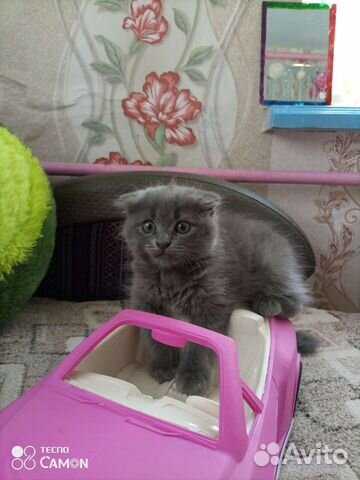 Шотландские вислоухие котята