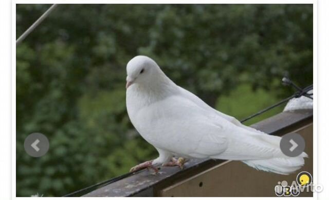 Голуби пермяки белые и желтые