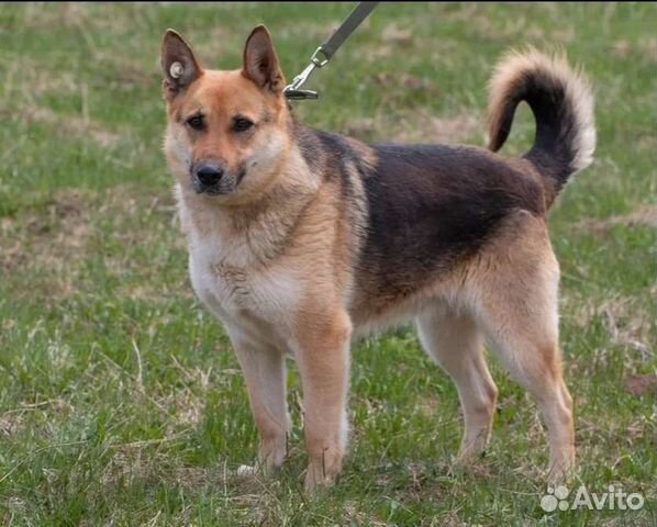 Умная Таша в добрые руки